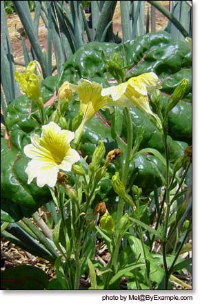 Painted Tongue Flowers — ByExample.com